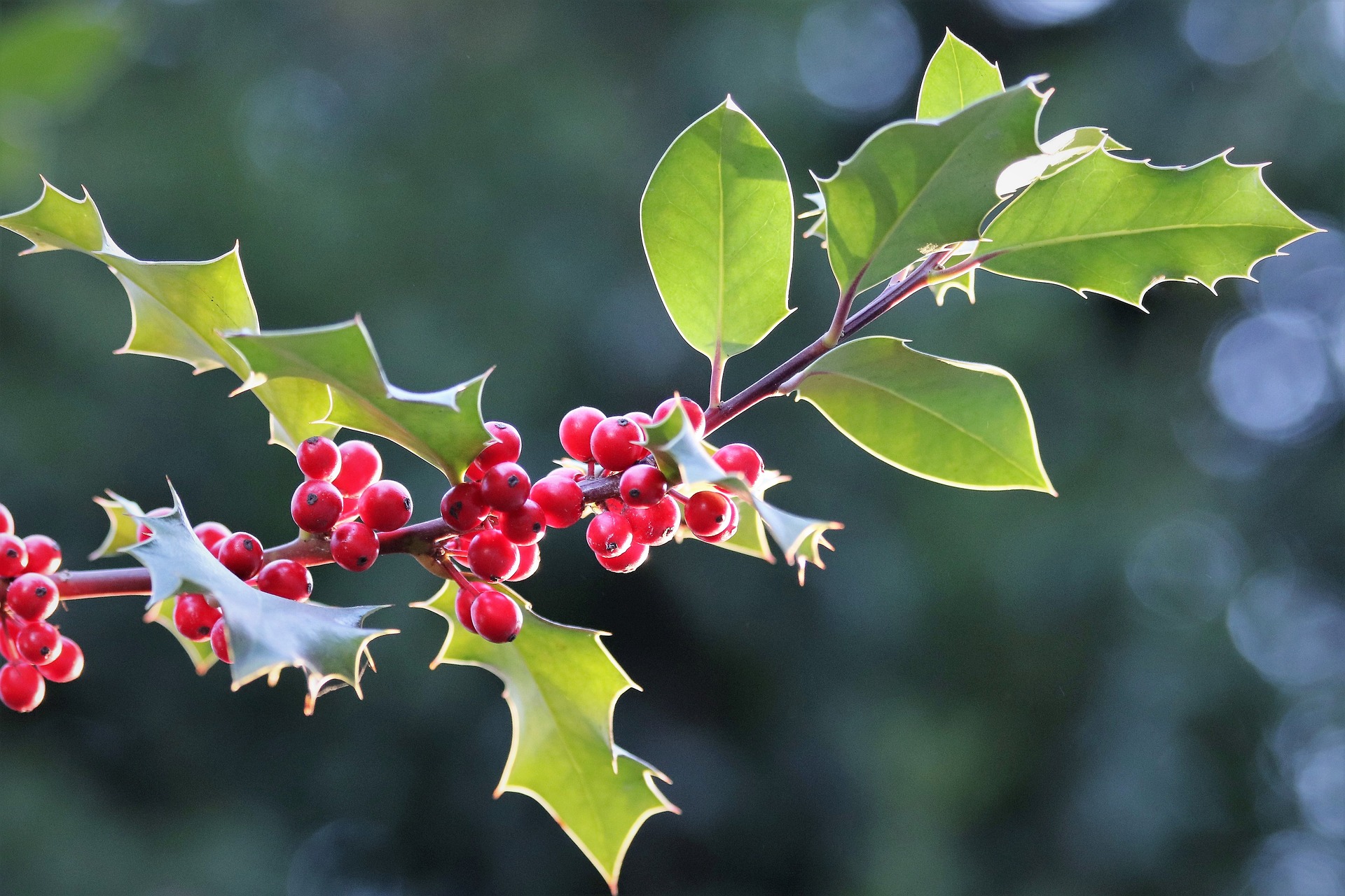 The Holly – Blisswood