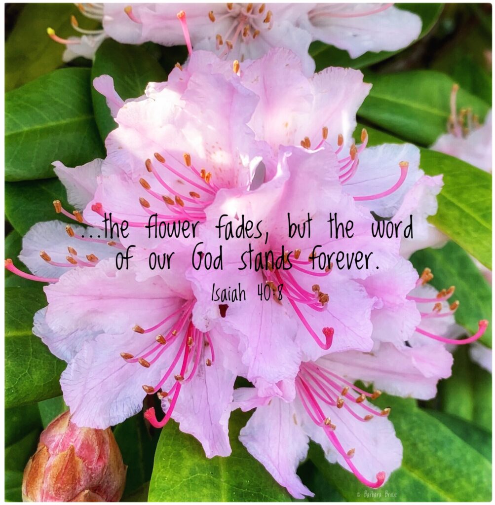 Flowers Fade – Blisswood